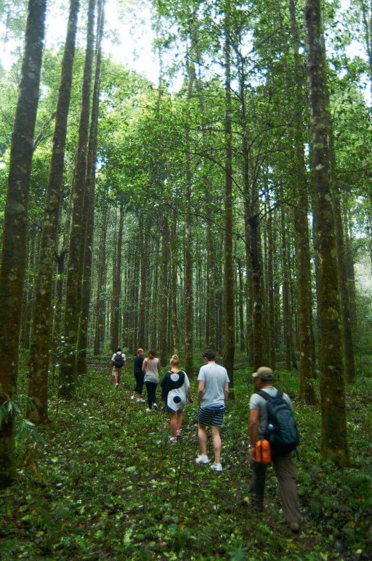 Rainforest Trekking – Bali Fun Time